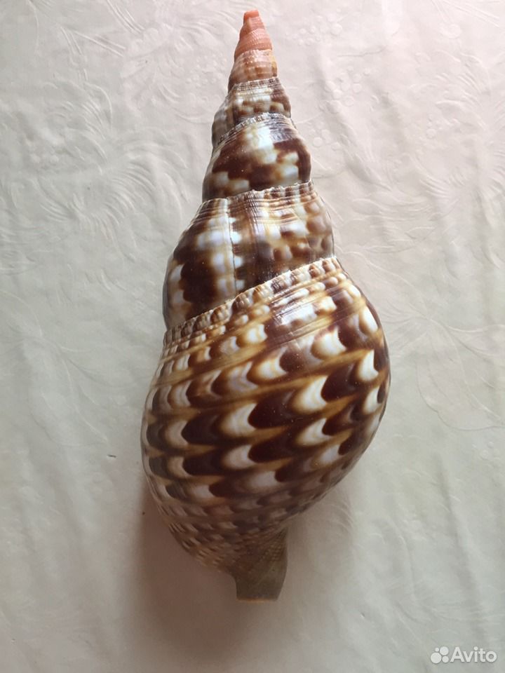 Раковина океанская