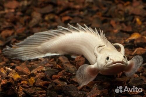 Полиптерус сенегальский (рыба дракон)