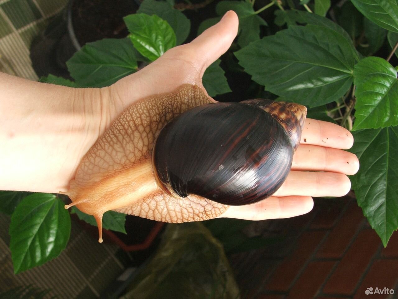 Улитки африканские (ахатина)