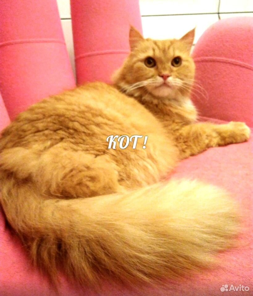 Шикарный огромный добрый кот ищет дом