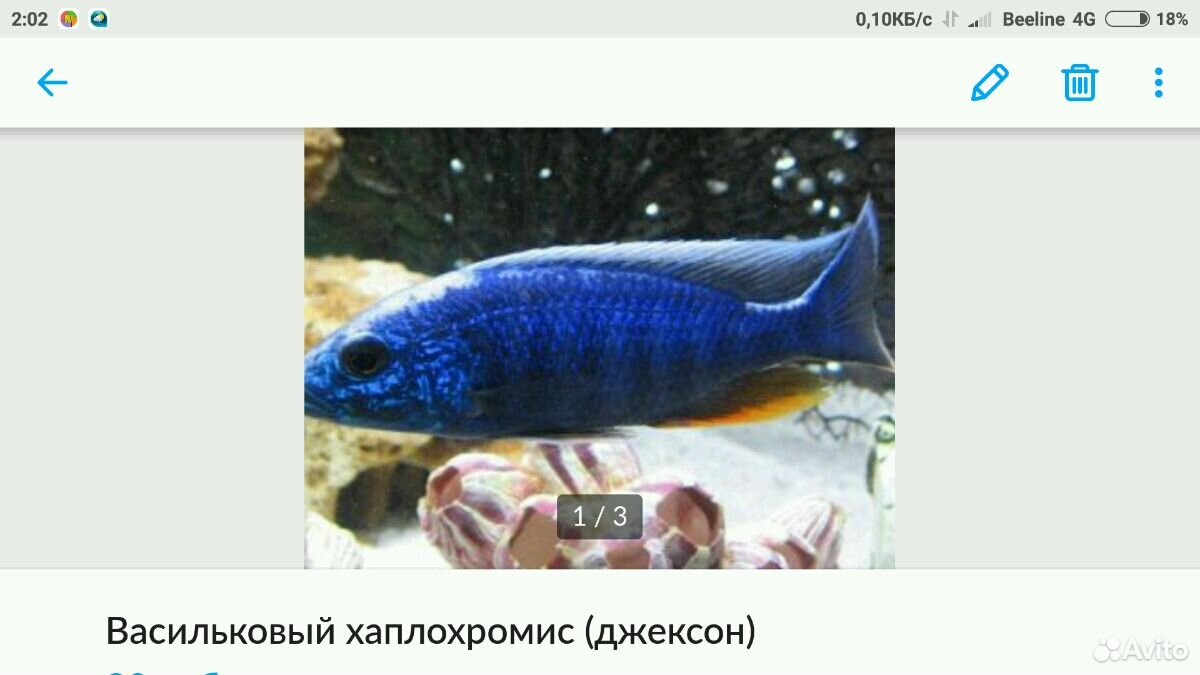 Мальки хаплахромис васельковый(джексон)