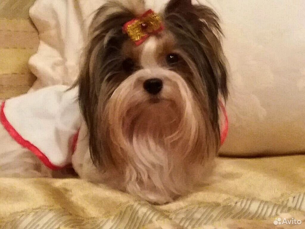 Бивер Чемпион России. мини. Вязки