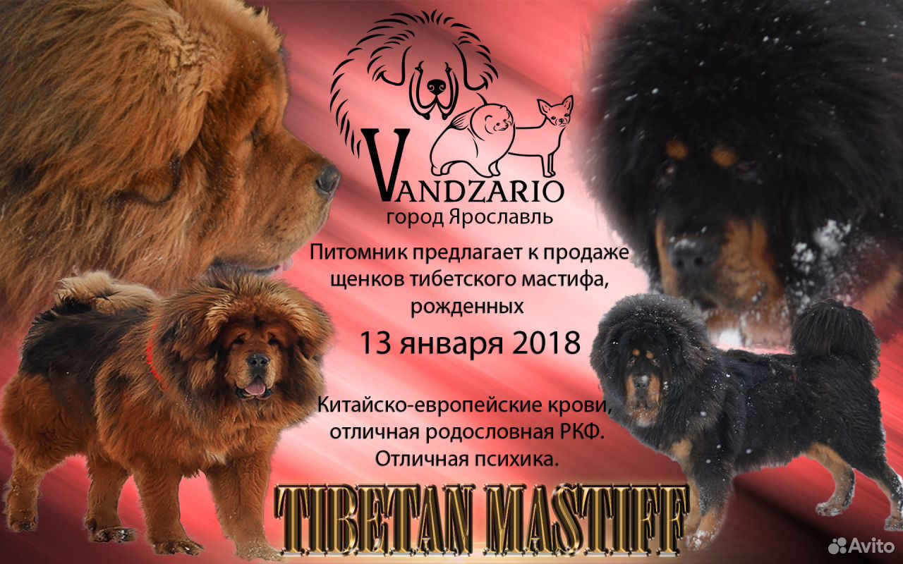 Девочка тибета 7 мес