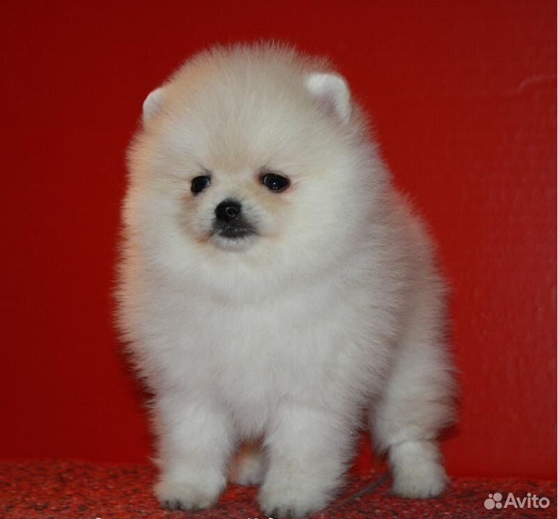 Пушистые Медвежата