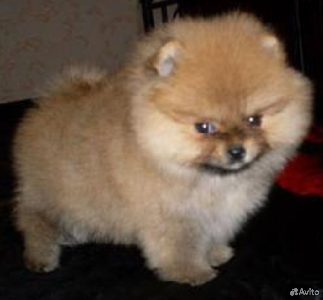 Шпицы Мини Помы