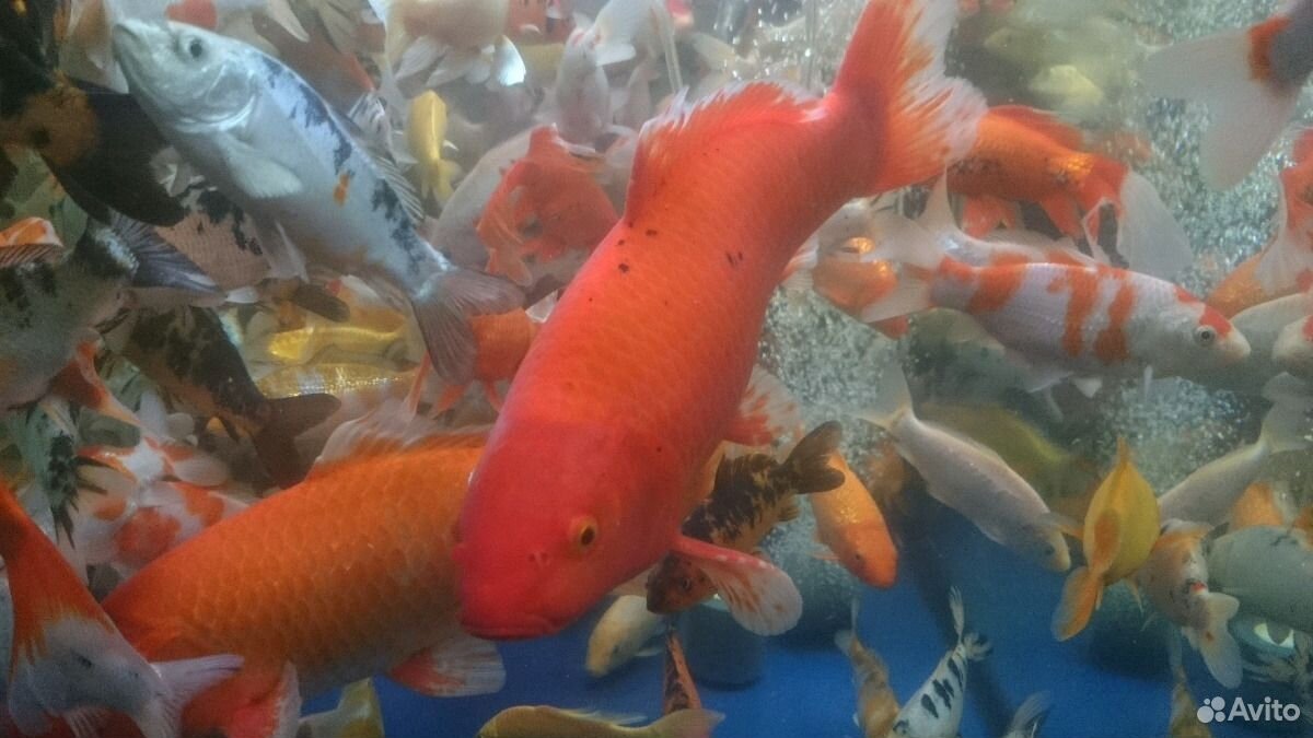 Рыба для пруда