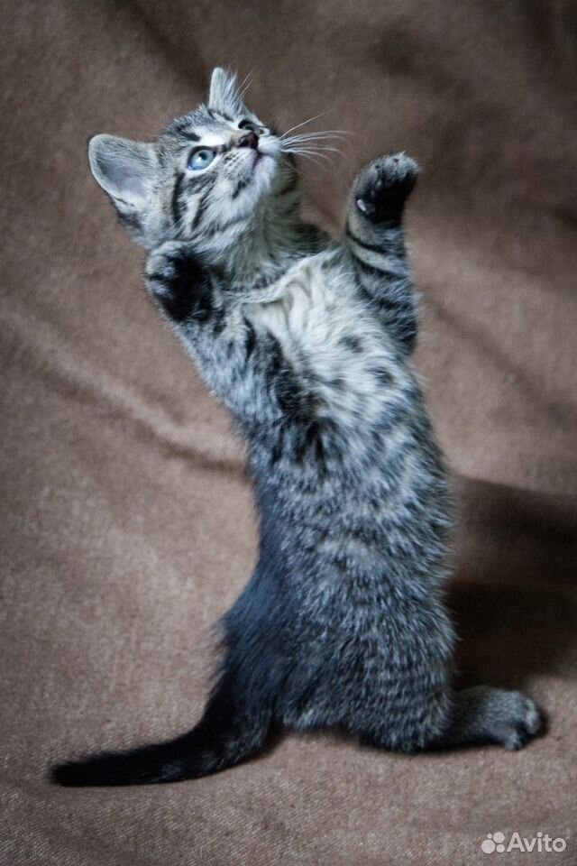 Полосатые очаровашки - Котята ищут своих Хозяев