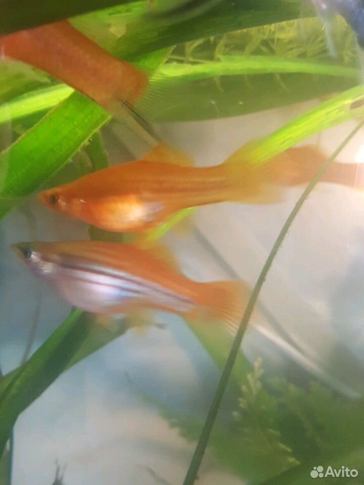 Меченосцы домашнего разведения