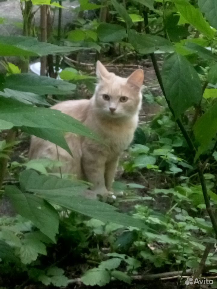 Персиковая красота+ нежный характер- Персик