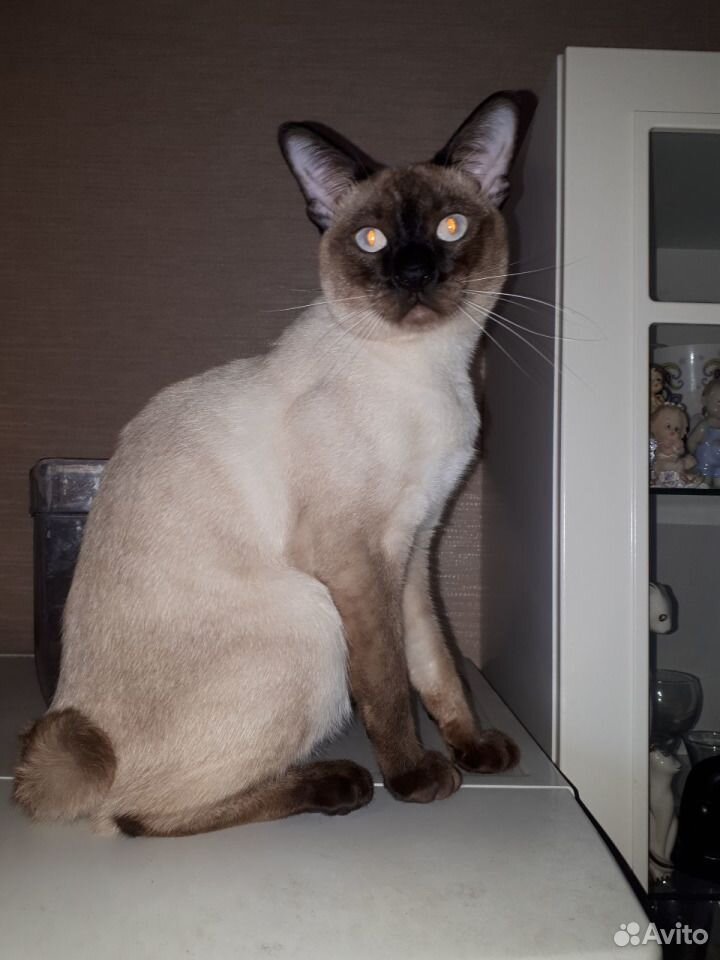 Приглашаем кошечек