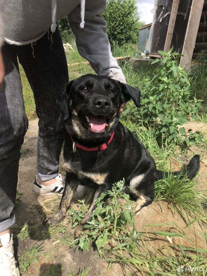 Метис лабрадора в дар