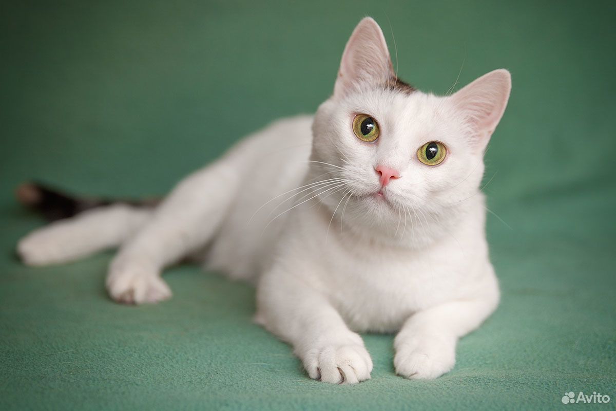 Амура - красивая трехцветная кошечка