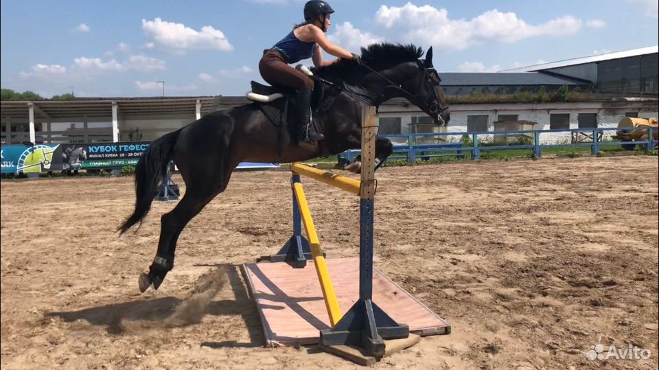 Молодой тракененский жеребец в конкур/хобби