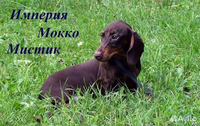 Щенки стандартной г/ш таксы кофейно-мраморного и