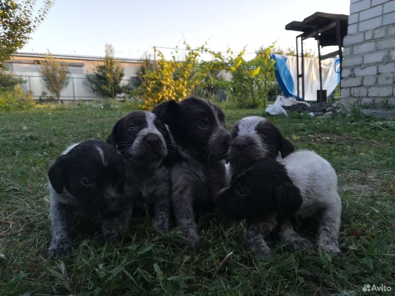 Продам щенков немецкого Дратхаара