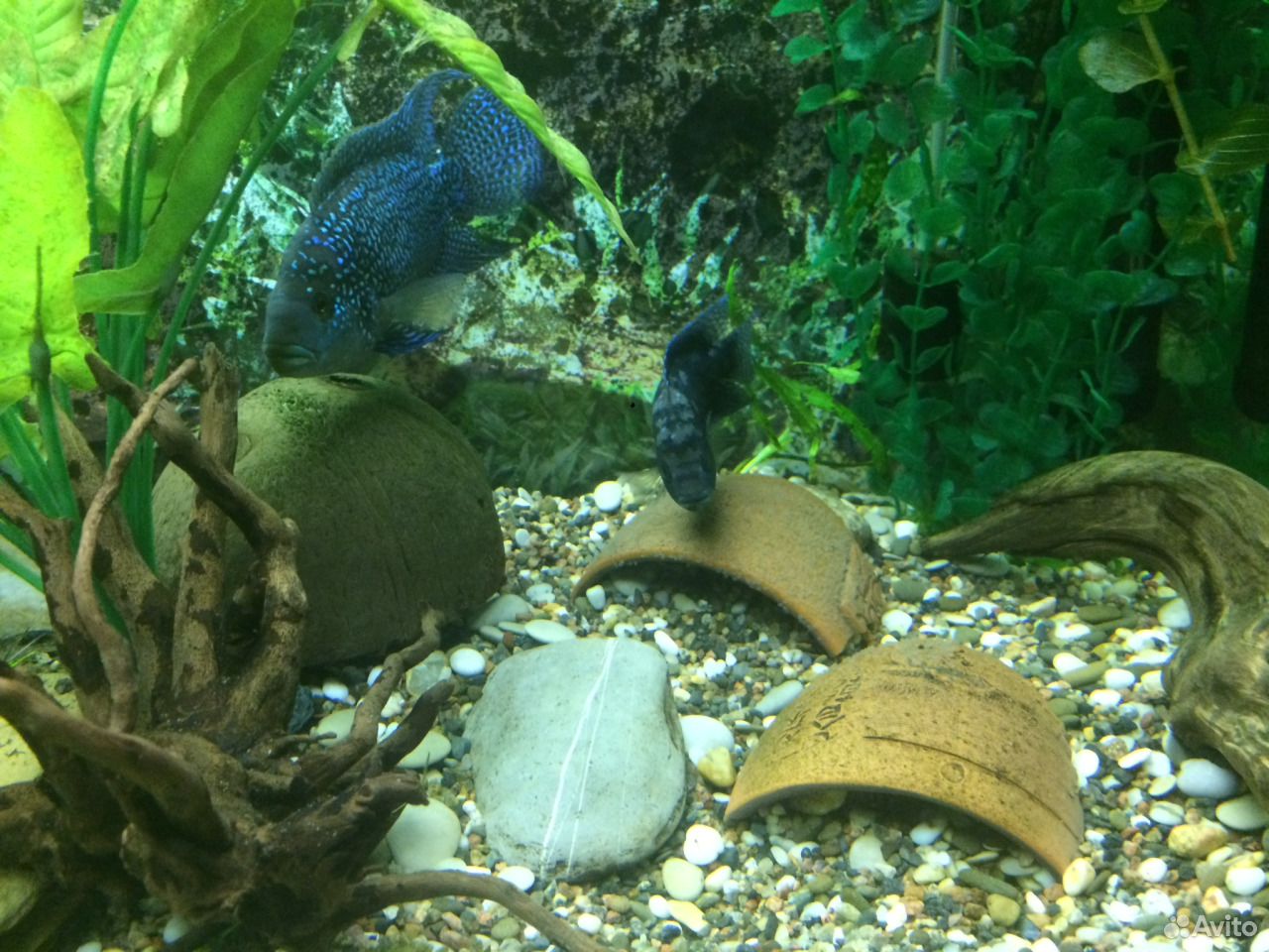 Сложившаяся пара блю демпси