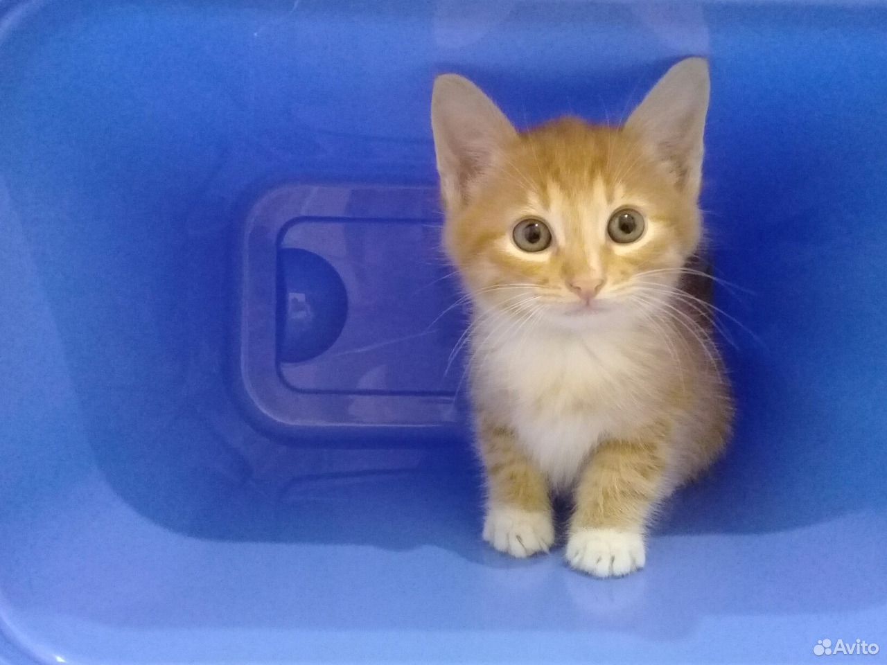 Три маленьких красавца-богатыря в дар