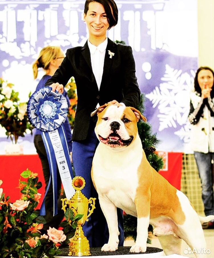 Предлагается кабель для вязки Американский бульдог