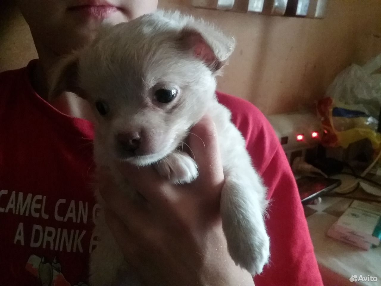 Продаётся щенок чихуашки