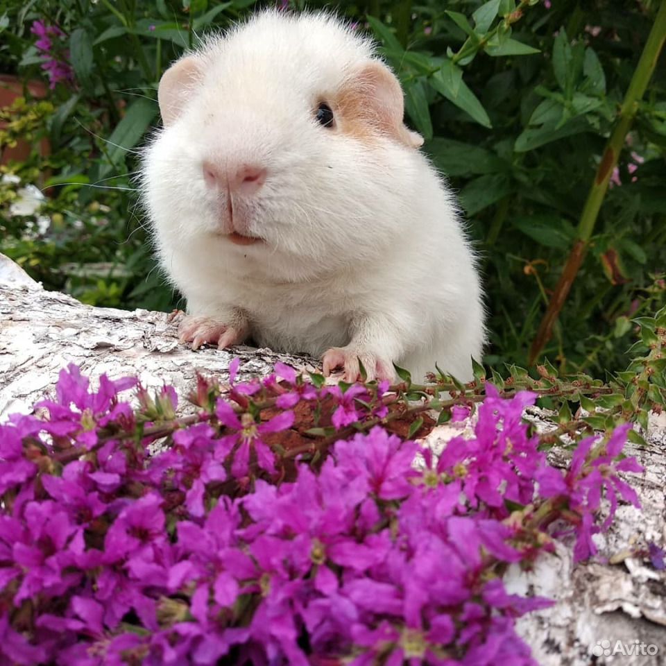 Морские свинки американский тедди