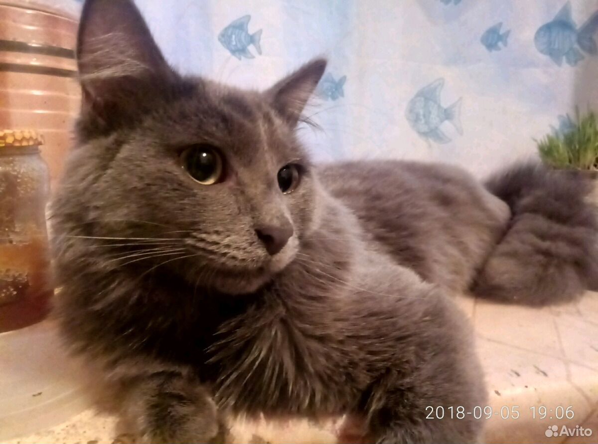 Отдадим породистых котят в добрые руки