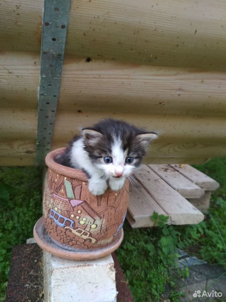 Котенок - мальчик, примерно 1,5 месяца