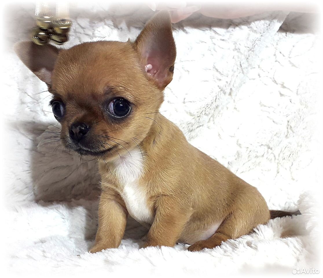 Медовая Кроха Девочка Чихуахуа мини
