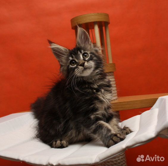 Котик черный мрамор Эдисон