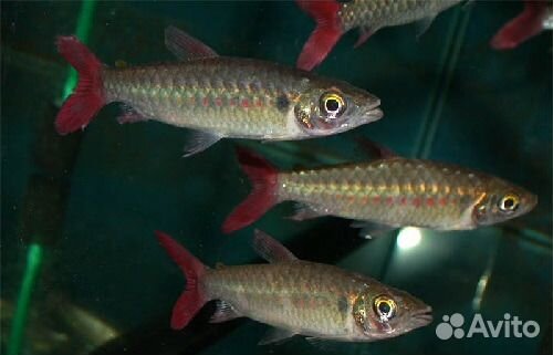 Хальцеус Краснохвостый