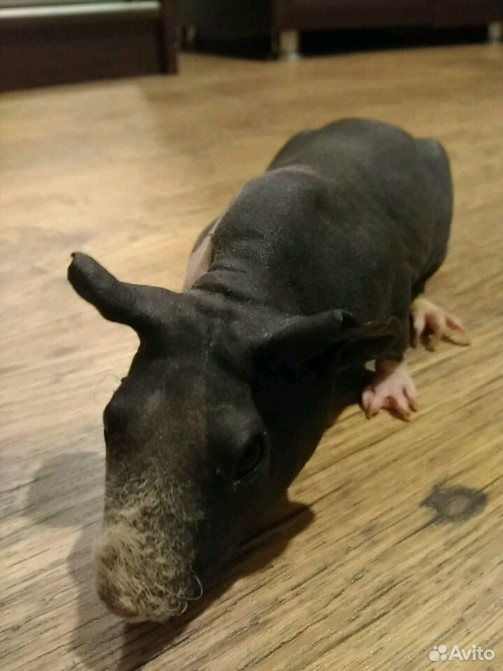 Морская свинка скини, девочка 3 года. В подарок пе