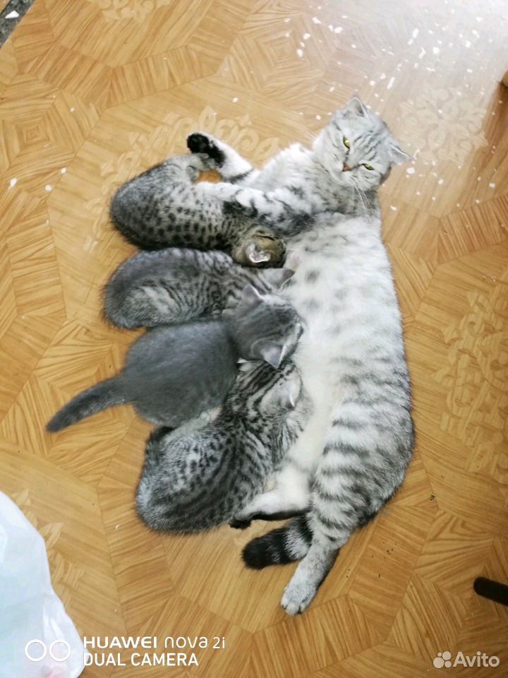 Шикарные шотланцы