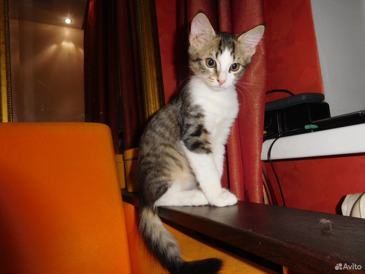 Котёнок Фёдор