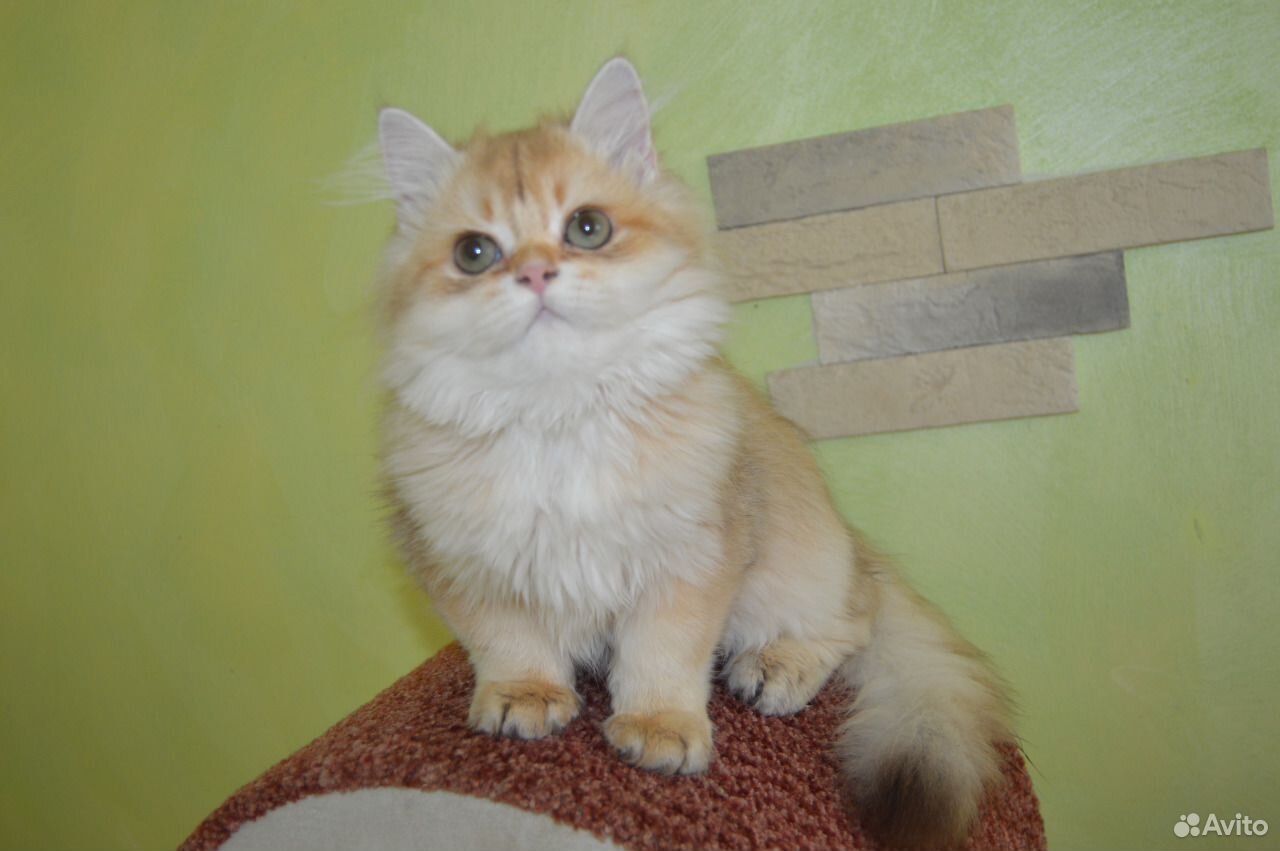 Шоколадный золотой котик
