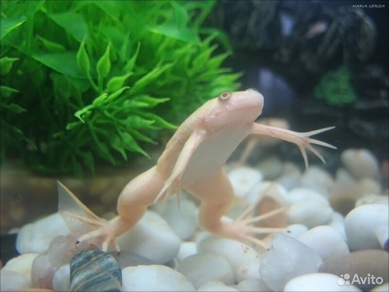 Лягушки шпорцевые