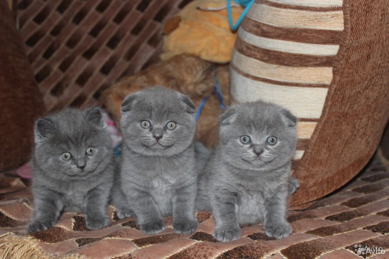Чистокровные Британцы