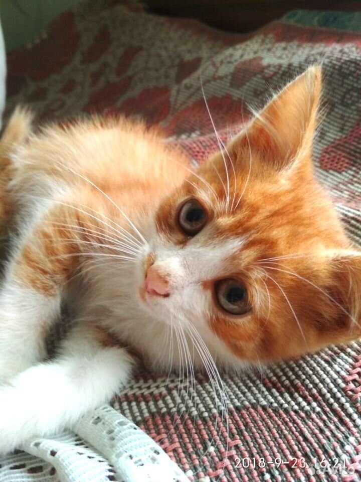 Мелкий рыжий карапуз