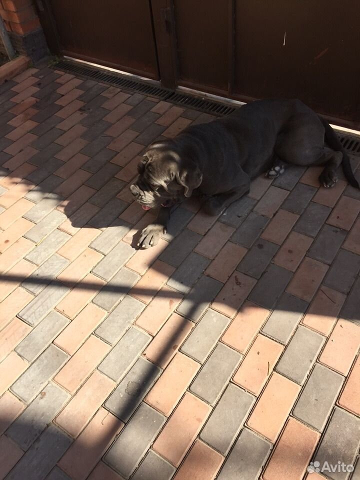 Мастино неополитано