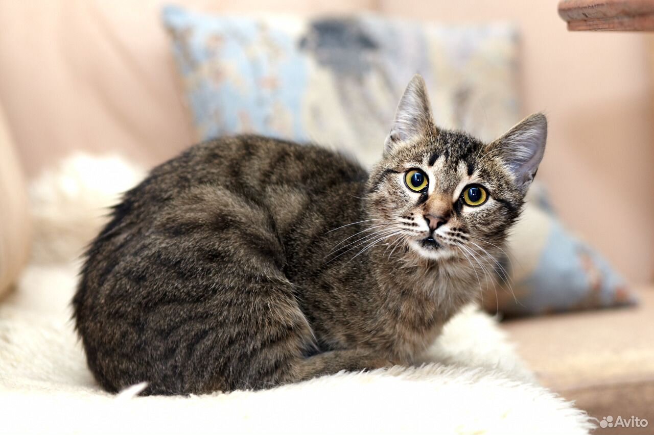 Котенок Лора