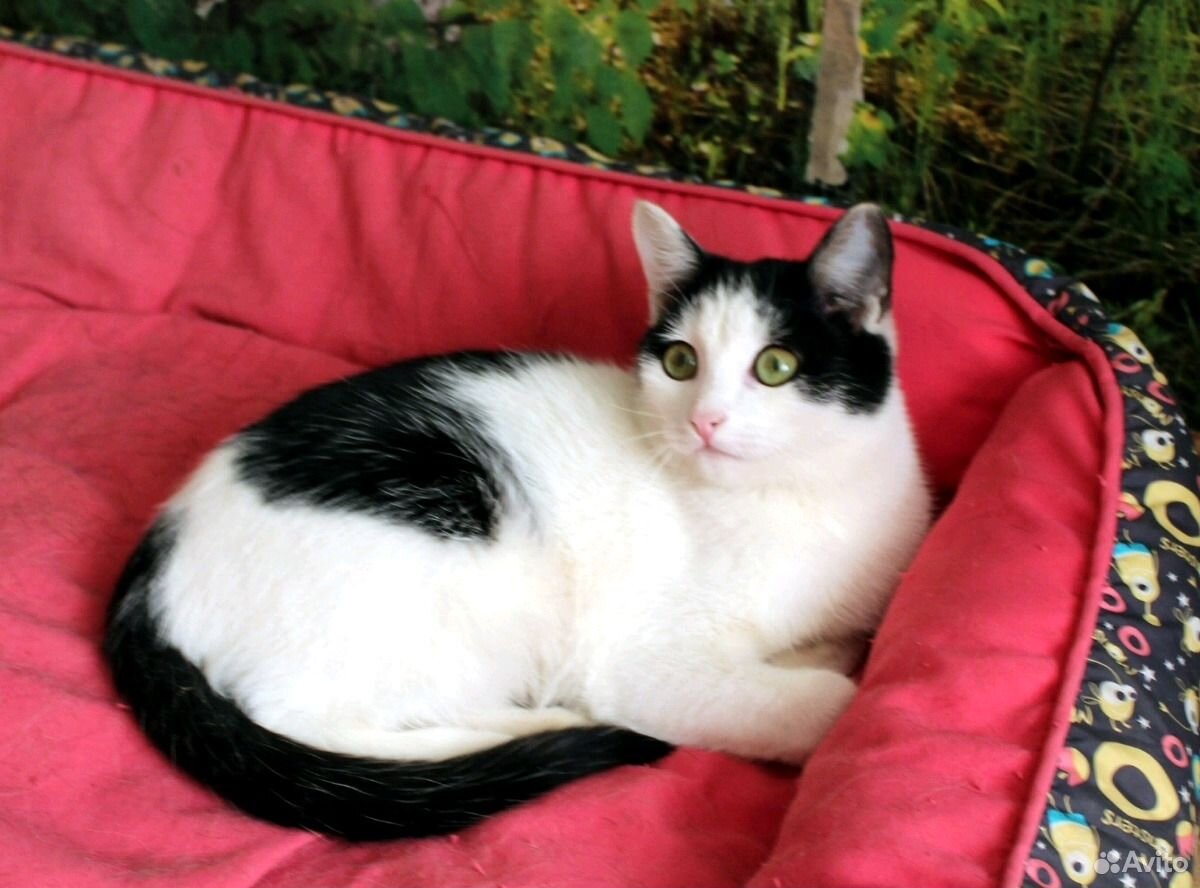 Котик ишет дом