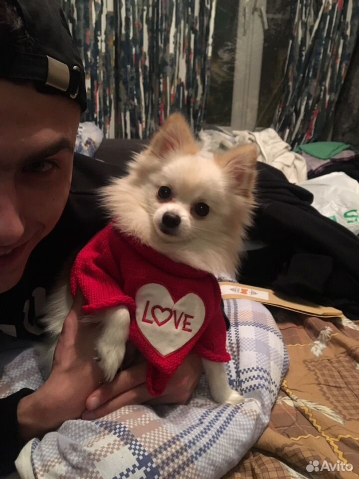 Шпиц ждёт на вязку