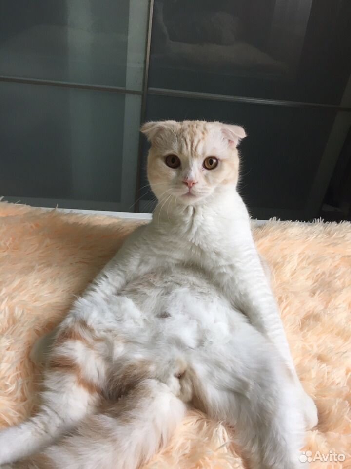 Кот приглашает кошечку