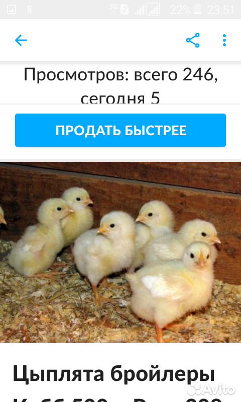 Цыпленок бройлер