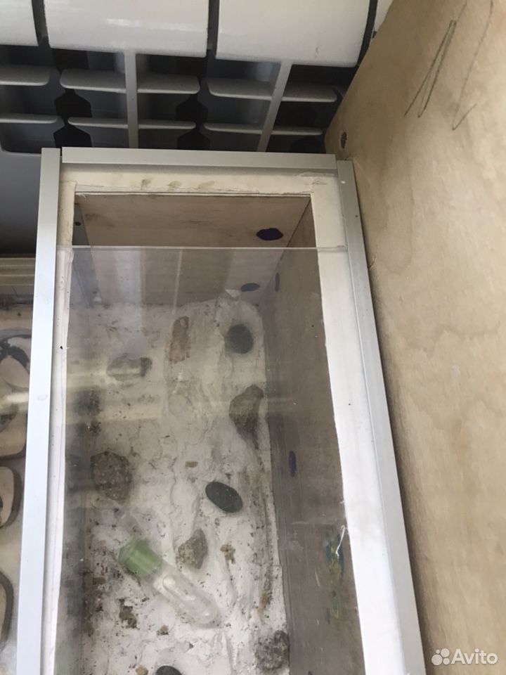 Формикарий с муравьями «Жнецы»