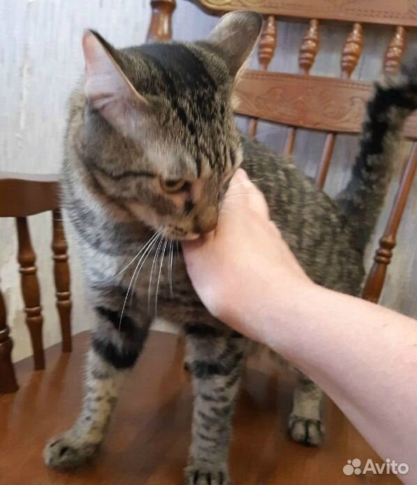 Котик ласкуша и обнимашка