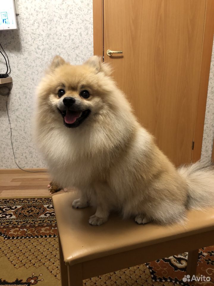 Вязка, мальчик немецкий миниатюрный шпиц