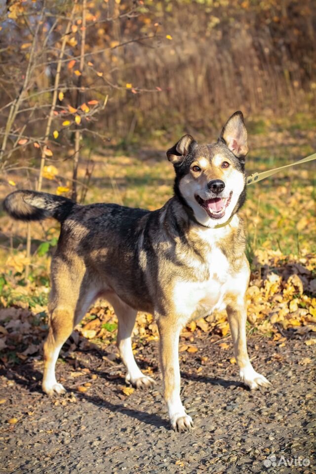 Альма ищет дом