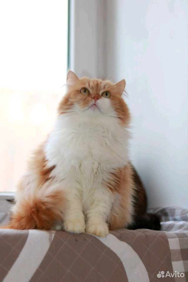 Переменчивая Лина