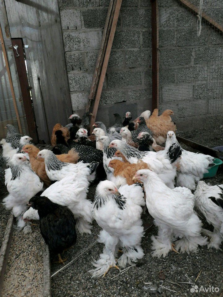 Куры и петухи на племя