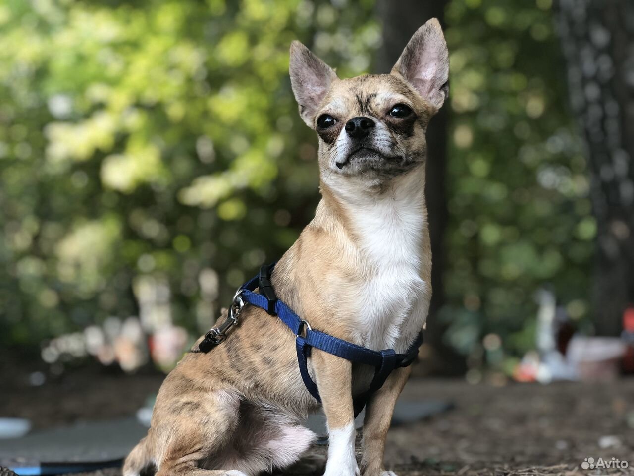 Чихуахуа случка