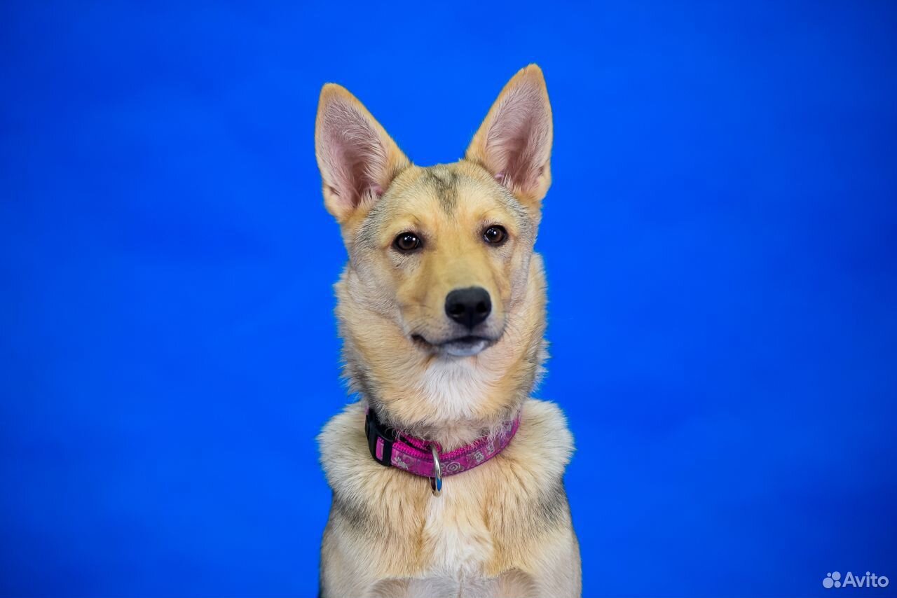 Статная красавица Терра ищет дом